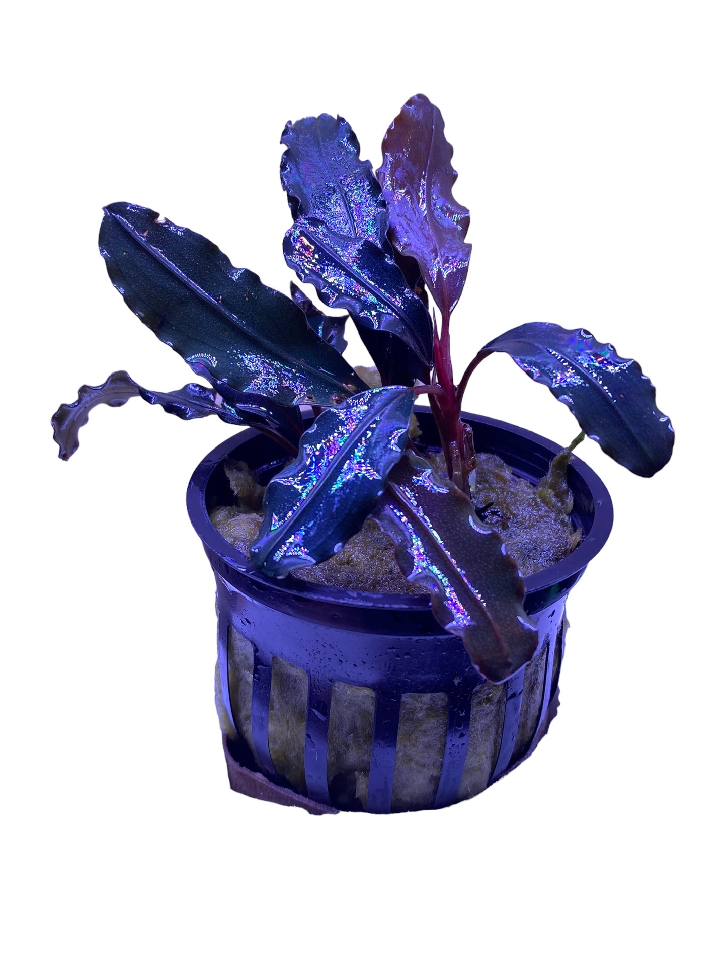 Bucephalandra Godzilla – Aqua Planteria