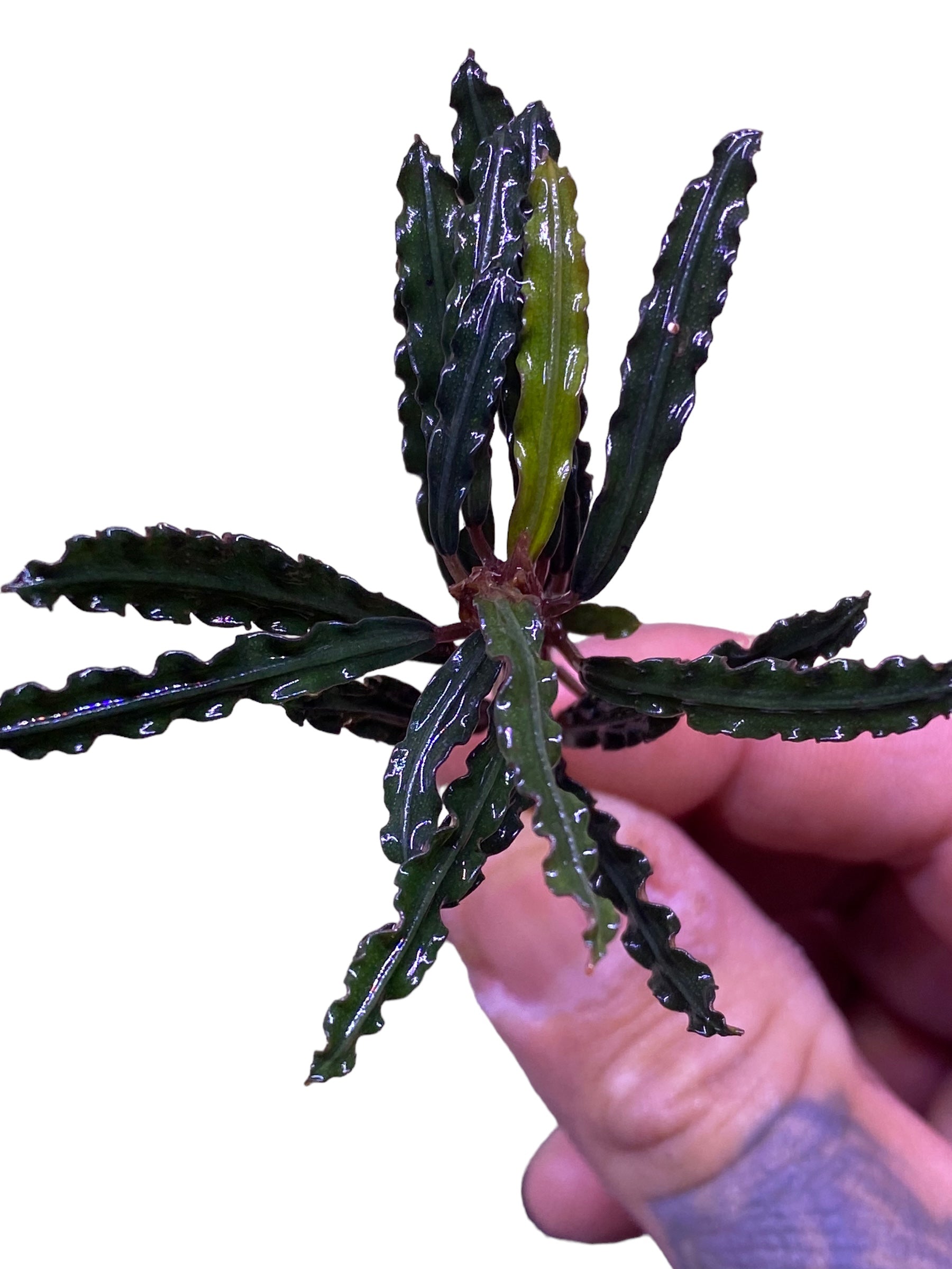 Bucephalandra red velvet – Aqua Planteria