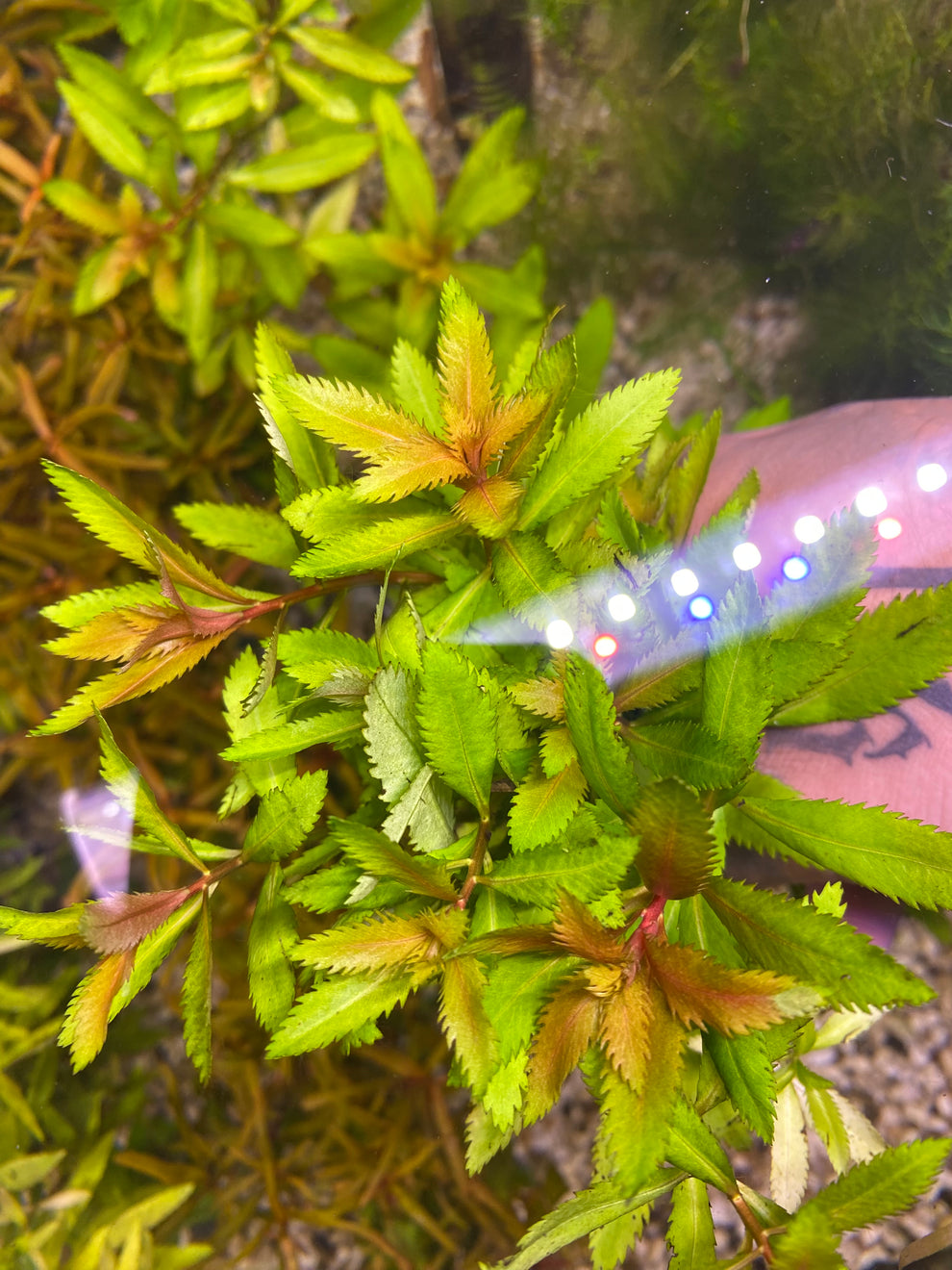 Mermaid Weed – Aqua Planteria