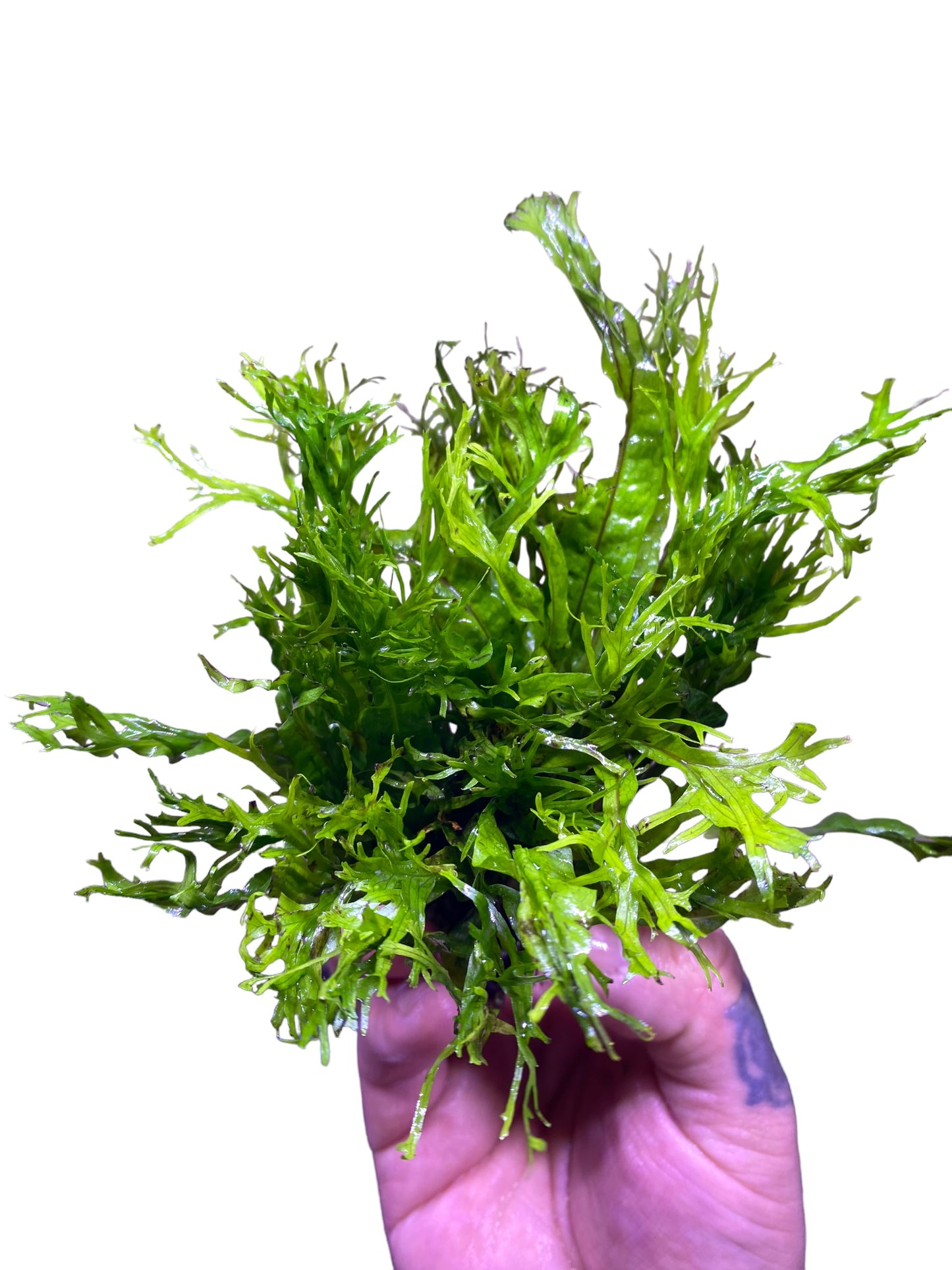 Java Fern Windelov – Aqua Planteria