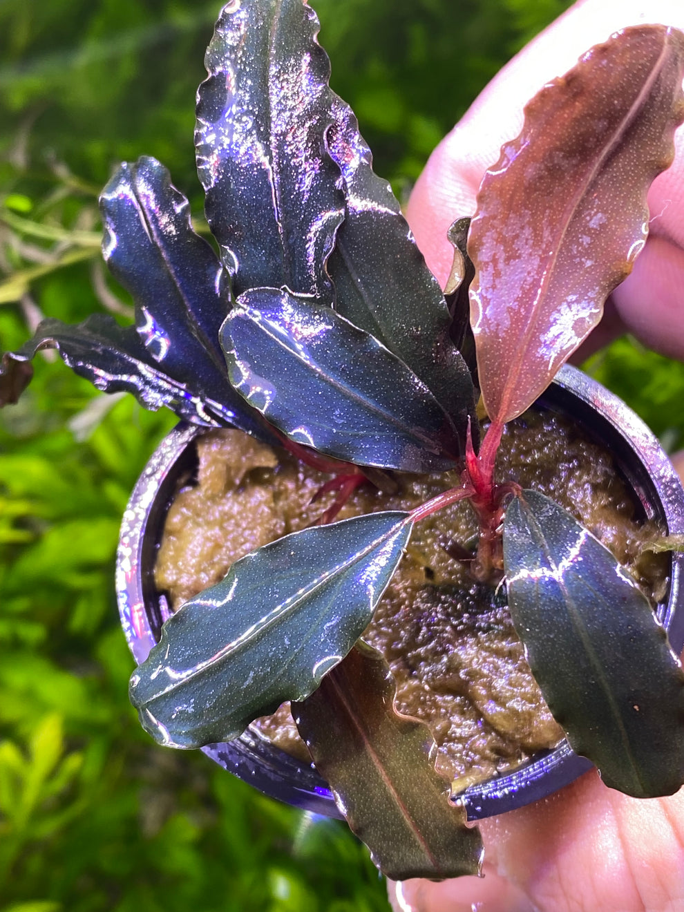 Bucephalandra Godzilla – Aqua Planteria