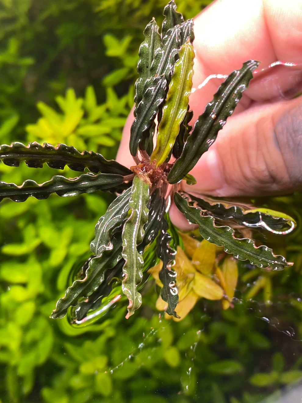 Bucephalandra red velvet – Aqua Planteria