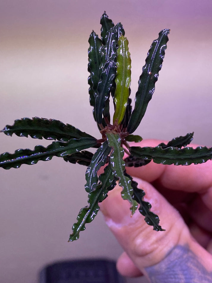 Bucephalandra red velvet – Aqua Planteria