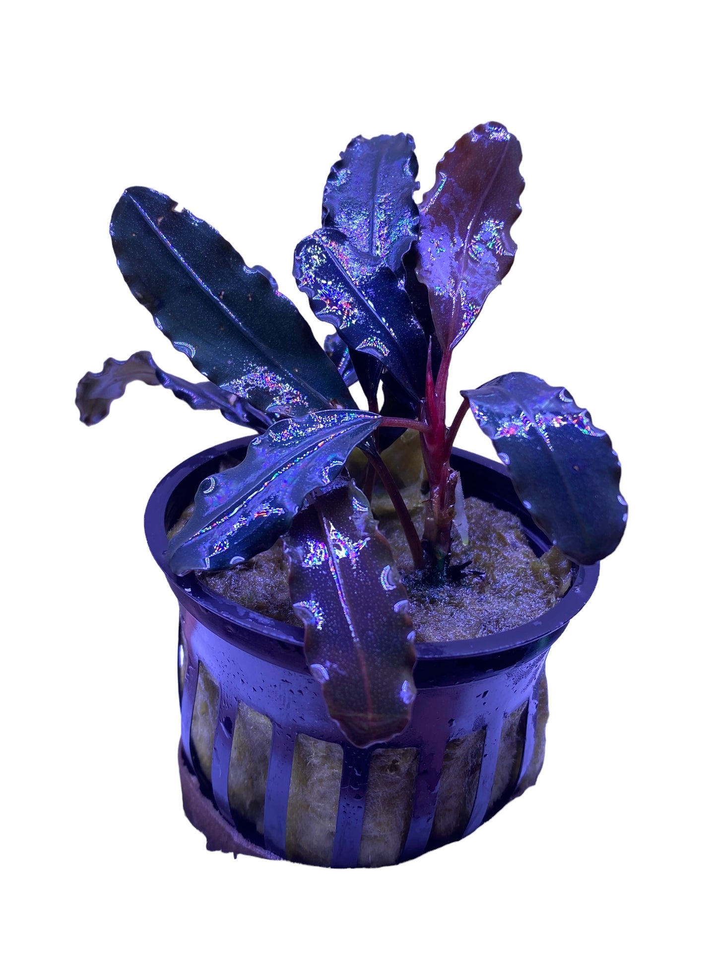 Bucephalandra Godzilla – Aqua Planteria