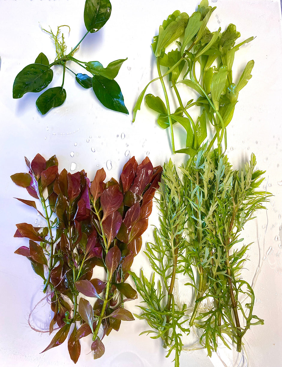 Beginner Friendly – Aqua Planteria