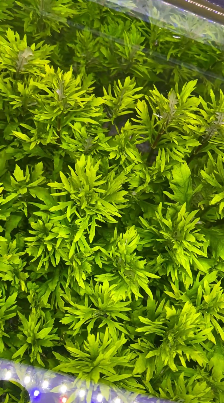 BUY 3 GET 1 FREE – Aqua Planteria